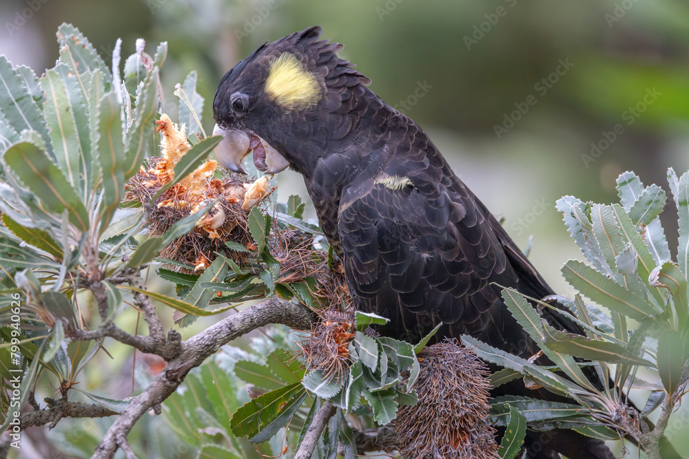 Close-up of a female Yellow-tailed black cockatoo (Zanda funerea ...