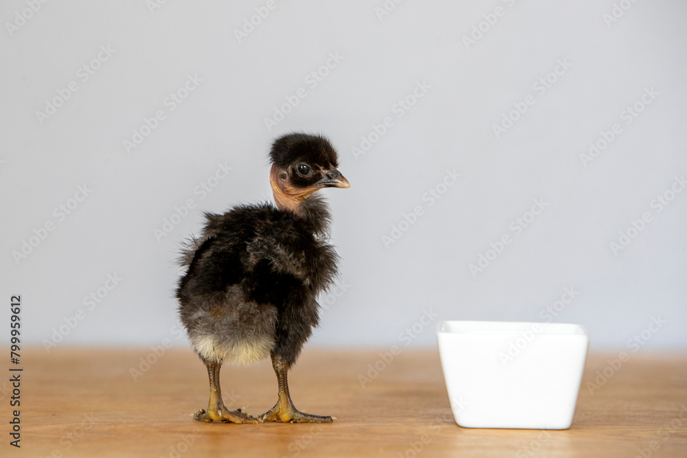 Gros plan d'un poussin noir de race cou-nu, debout sur des pellets ...
