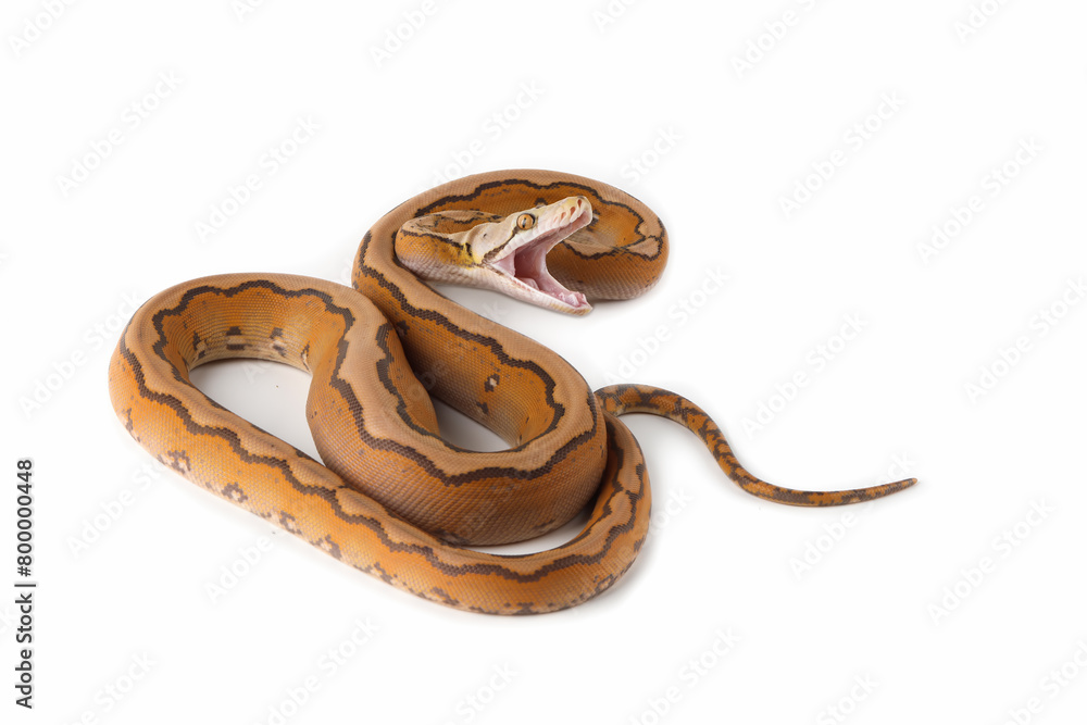 Orange Glow Motley Reticulated Python (Malayopython reticulatus). The ...