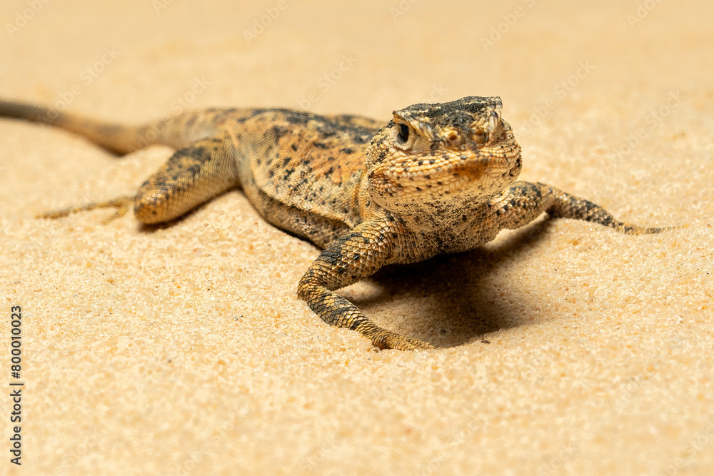 Toad-headed Agama or Secret Toadhead Agama (Phrynocephalus mystaceus ...