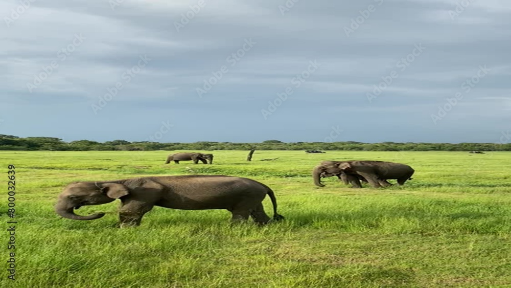 Elephant Eating Behaviors: A Peaceful Evening Safari time Stock Video ...