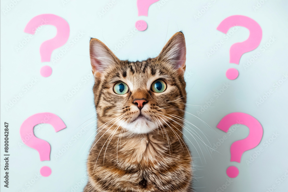 A cat is staring at a wall with pink question marks. The cat's eyes are ...