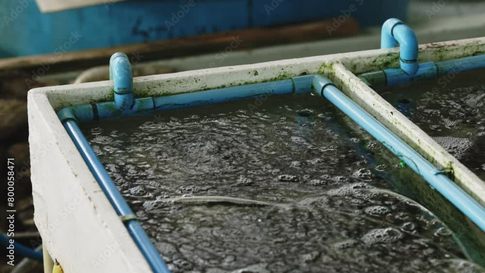Close-up view of bubbling water and aeration pipes in a shrimp ...