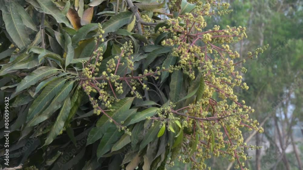 Mango tree in flower. The mango bouquet or mango flower is blooming ...