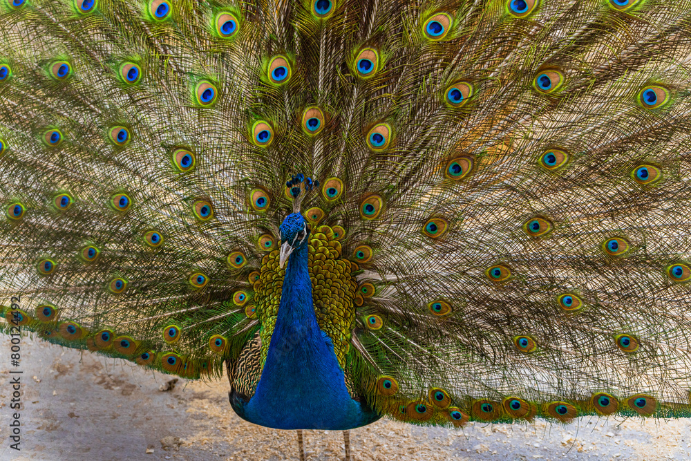 blue bright blue peacock bird stands with an open fluffy bright peacock ...