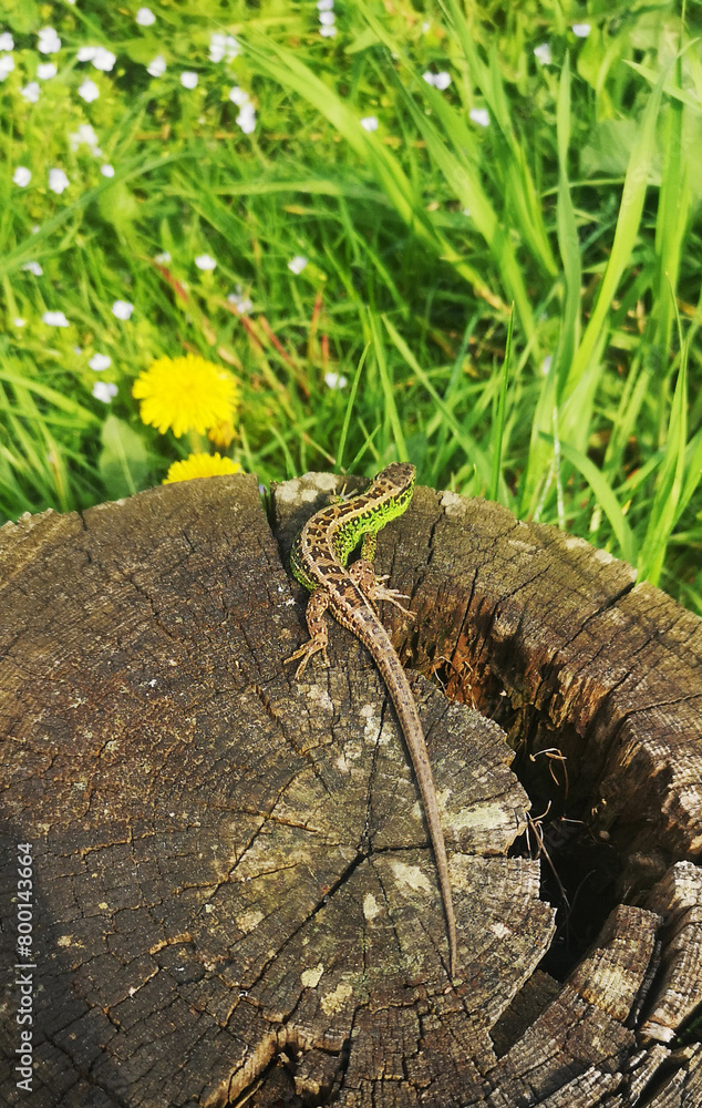 Cloze-up of a common lizard lying on a stump. Lacerta agilis with a ...