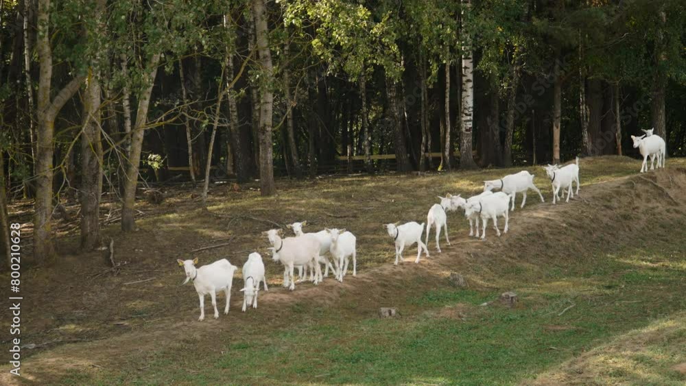 Herd of white dairy goats descends hillock near the forest. Free ...