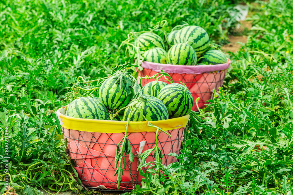 Fresh watermelon fruits just picked in the watermelon fields ...