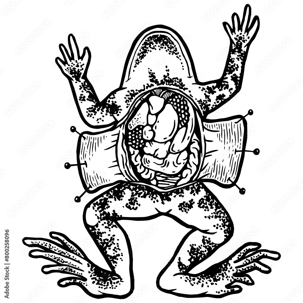 ภาพประกอบสต็อก Dissected frog autopsy science experiment sketch line ...
