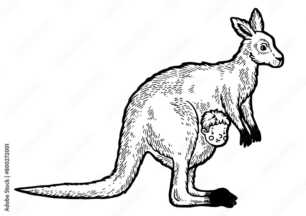 Kangaroo with human baby in kangaroo pouch sketch engraving PNG ...