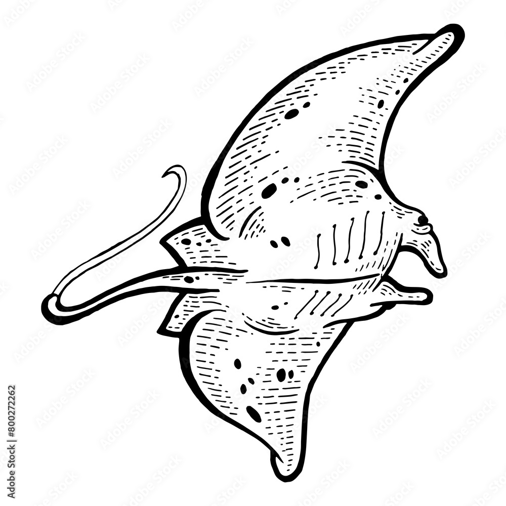 Batoidea stingray sea animal sketch engraving PNG illustration. Scratch ...