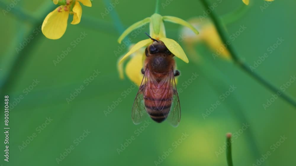 The honey bee entered a feeding trance as it hung motionless on the ...
