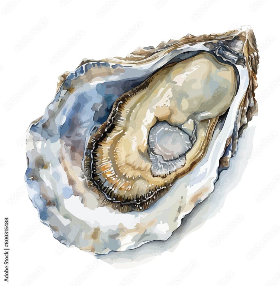 Watercolor drawing clipart of a oyster, isolated on a white background ...
