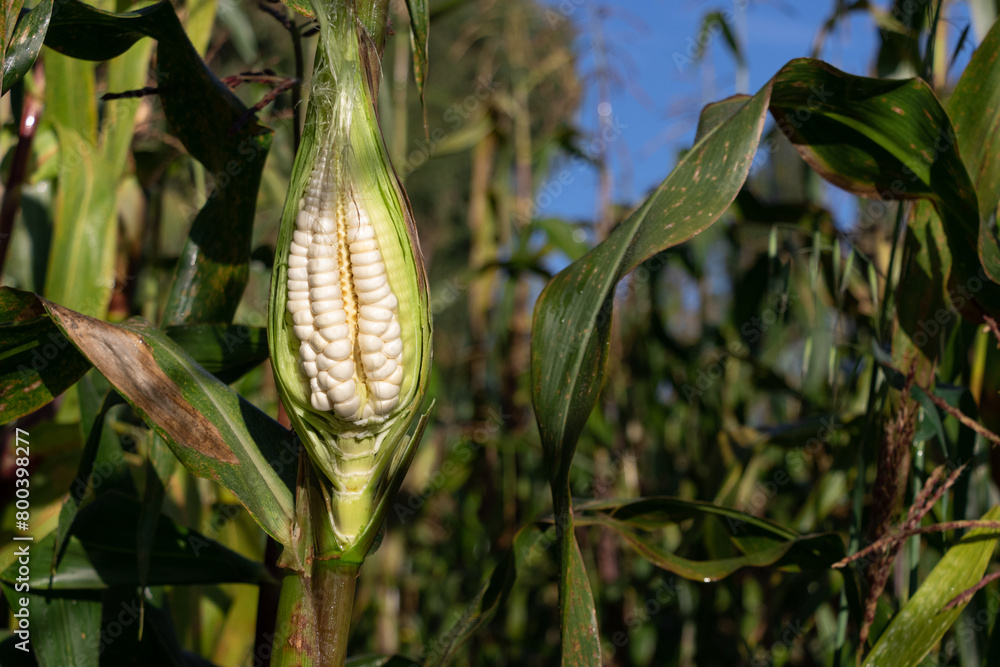 Mazorca de maíz tierno o elote en su tallo verde en un campo de cultivo ...