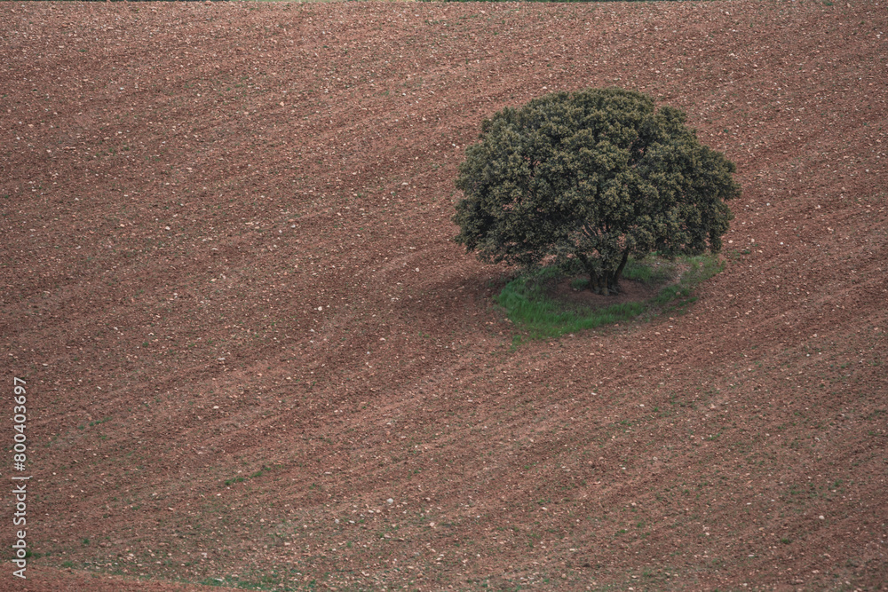 The holm oak (Quercus ilex) is a medium-sized evergreen tree native to ...