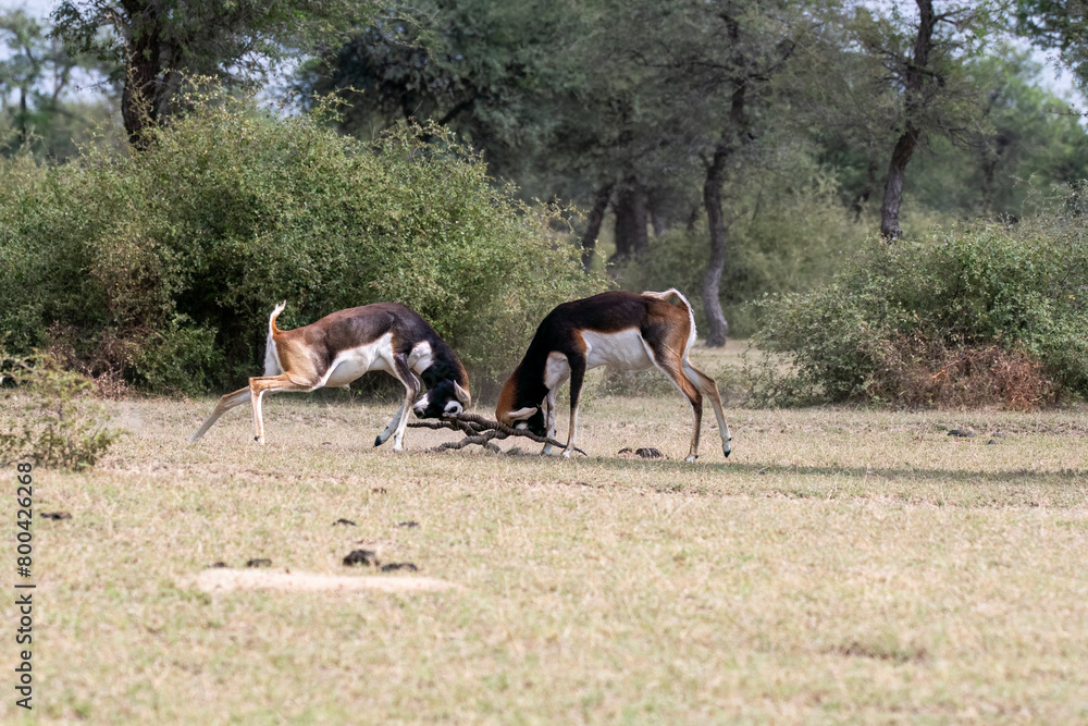 Two male black bucks fighting for dominance in the herd and mating ...