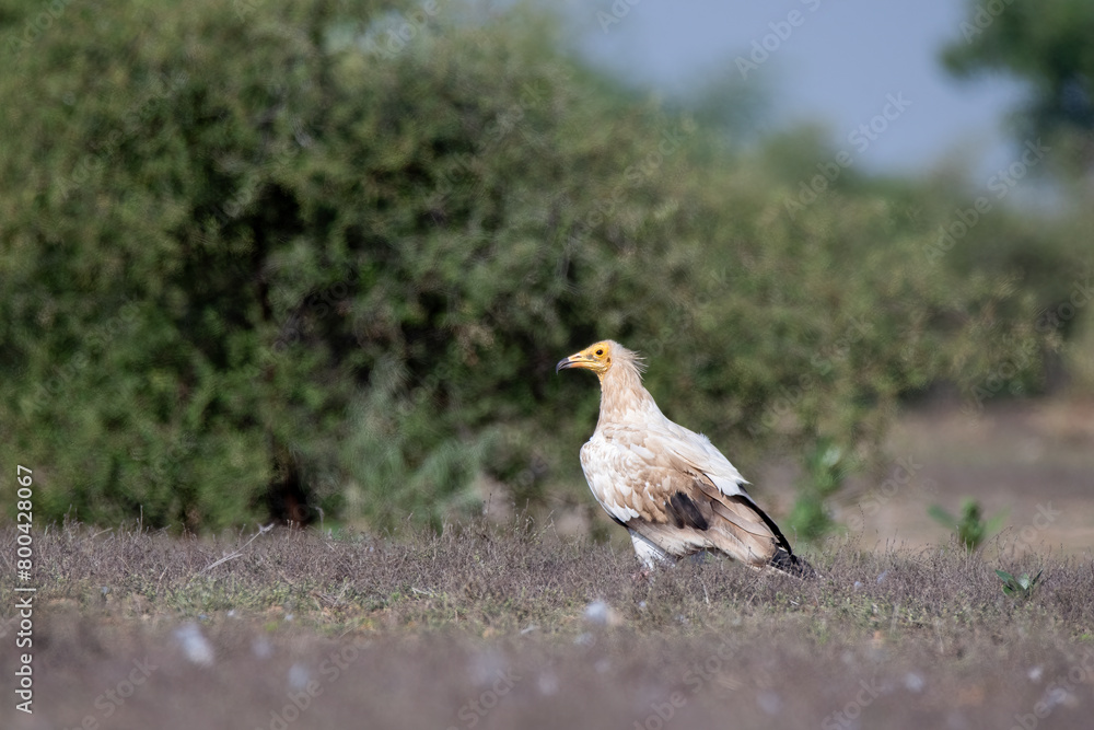 Egyptian vultures are the scavengers who helps in keeping the ecosystem ...