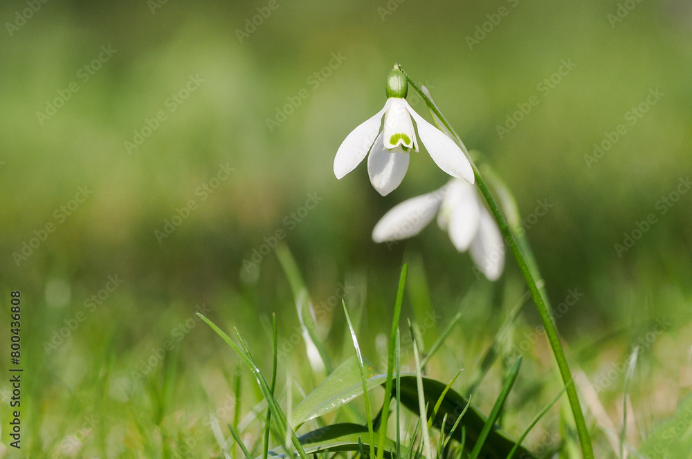Snowdrop snowdrop, Galanthus nivalis - a plant species belonging to the ...