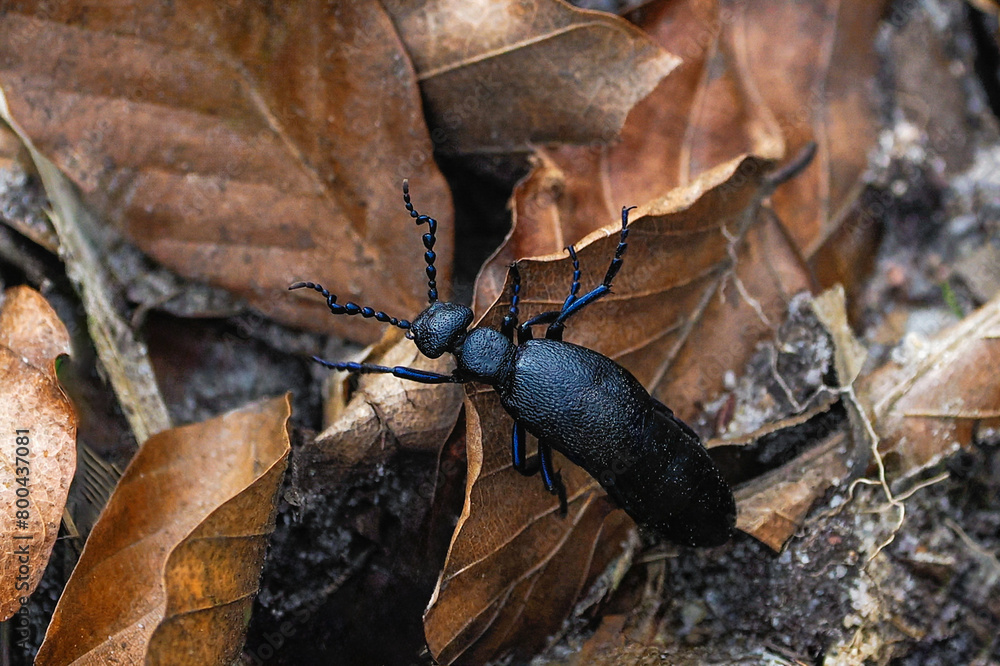 Meloe proscarabaeus - a species of beetle from the oleicaceae family ...