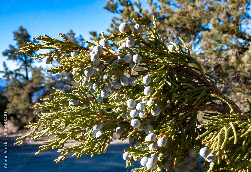 Leaves and cones western juniper (Juniperus occidentalis), coniferous ...