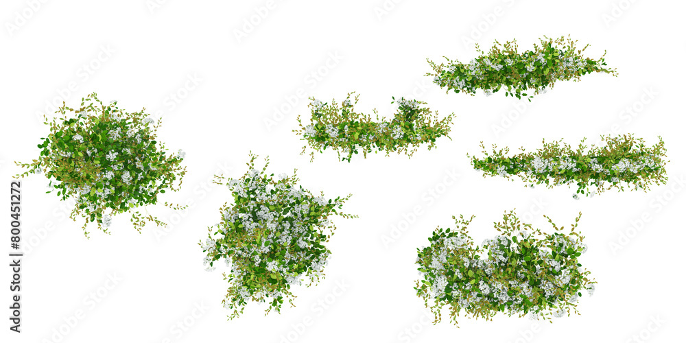 creeper plants with transparent background, 3d rendering from top view ...