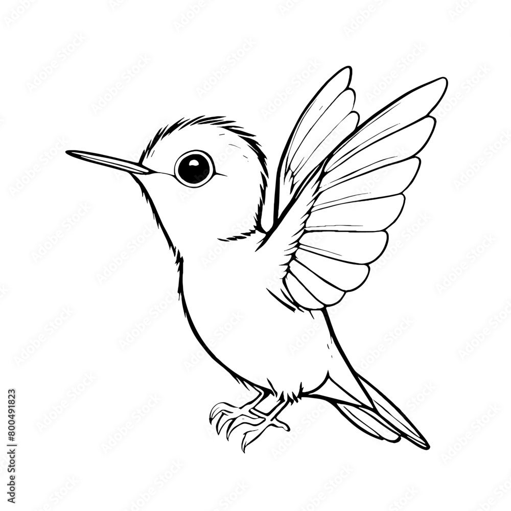 Cute Baby Hummingbird Animal Outline, Hummingbird Vector Illustration ...