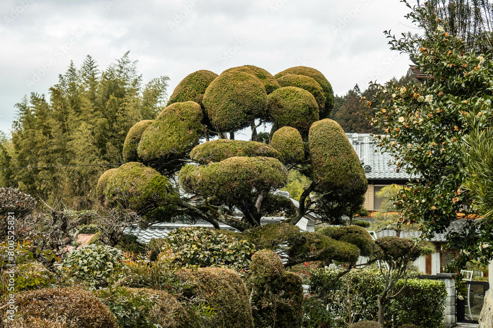 Bonsai tree and a traditional home on the historical Yagyu Kaido trail ...