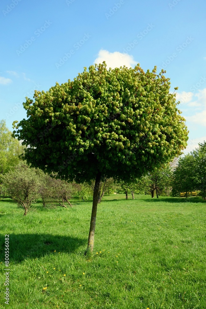 Globe maple (Acer platanoides 'Globosum') is a medium-sized tree ...