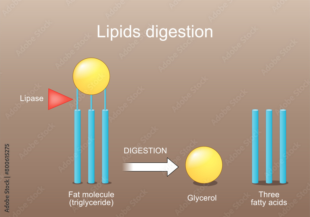 Lipid metabolism from triglyceride to Three fatty acids, and Glycerol ...
