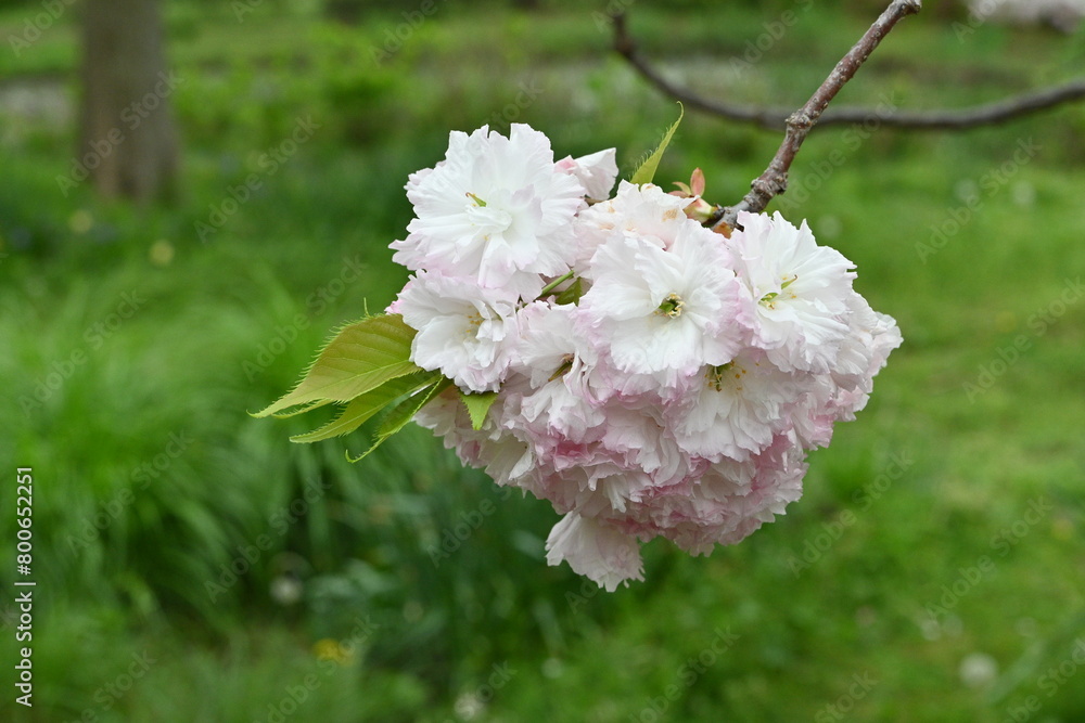 Double Cherry Blossom (Yaezakura) is a spring tradition and has a deep ...