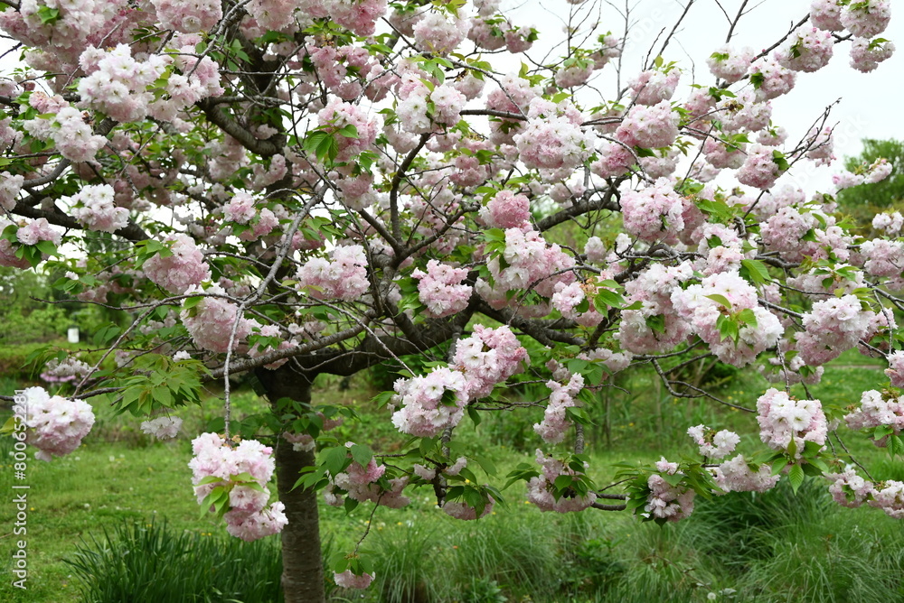 Double Cherry Blossom (Yaezakura) is a spring tradition and has a deep ...