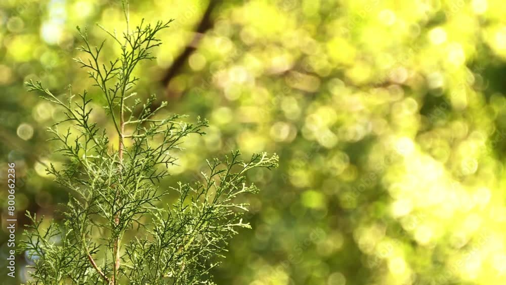 Vidéo Stock Tetraclinis (arar, araar or Sictus tree) is genus of ...