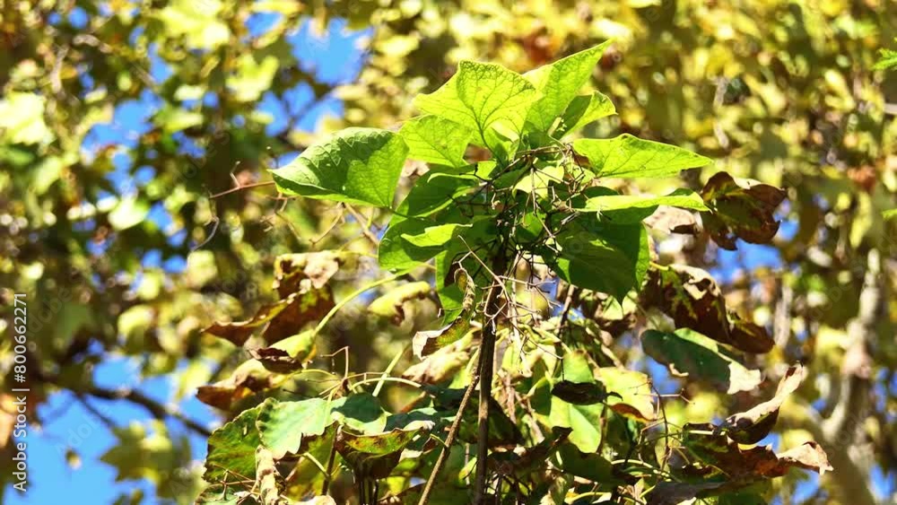 Catalpa ovata, the yellow catalpa or Chinese catalpa, is a pod-bearing ...