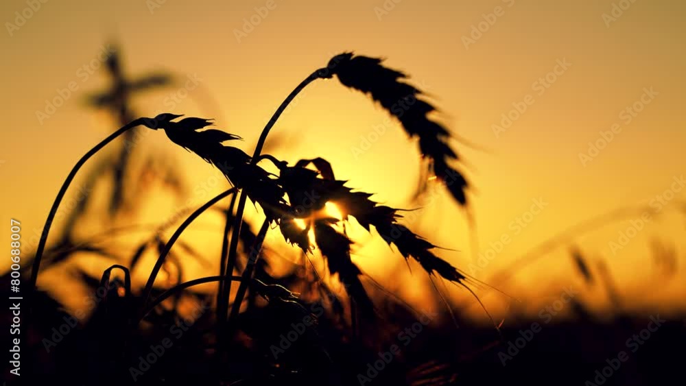 Yellow wheat field, ears of wheat sway opposite sun. Ripe wheat harvest ...