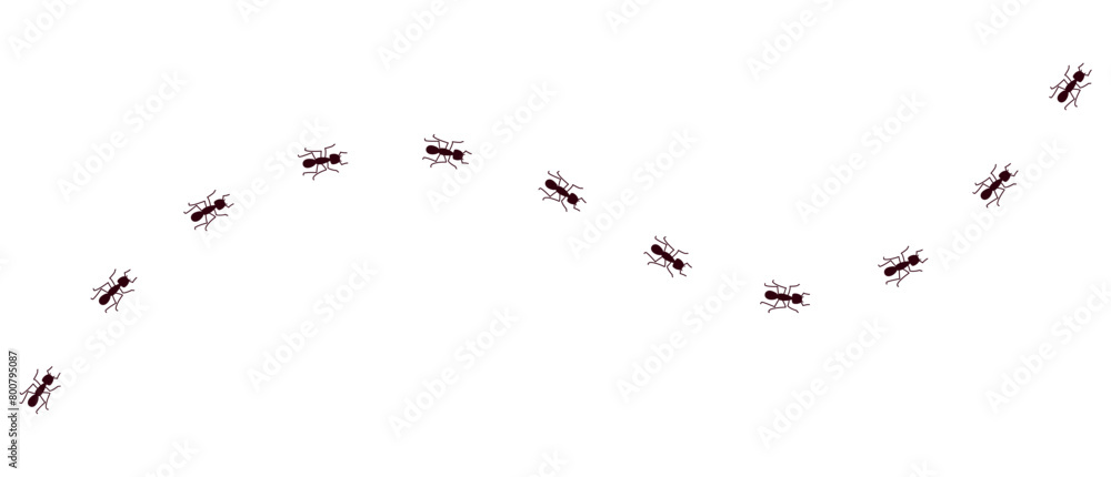Ants walk in group. Row of ants moves quickly in one direction. Little ...