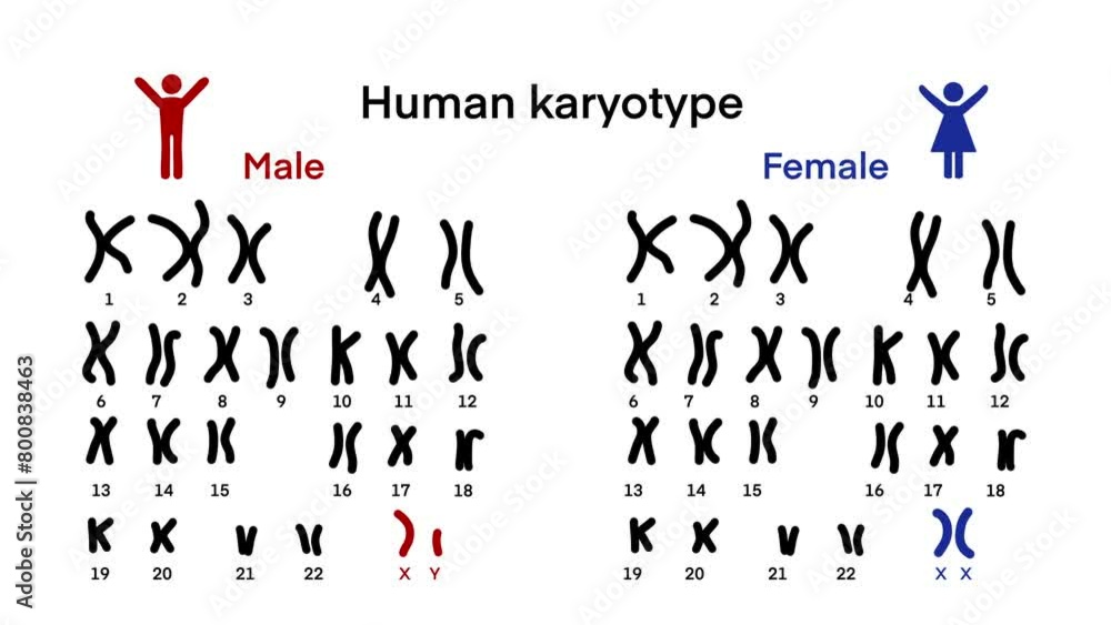 Normal human karyotype chromosome, Human karyotype and chromosome ...