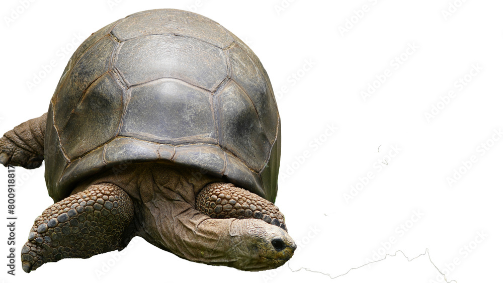 Aldabra giant tortoise (Aldabrachelys gigantea) on Transparent ...