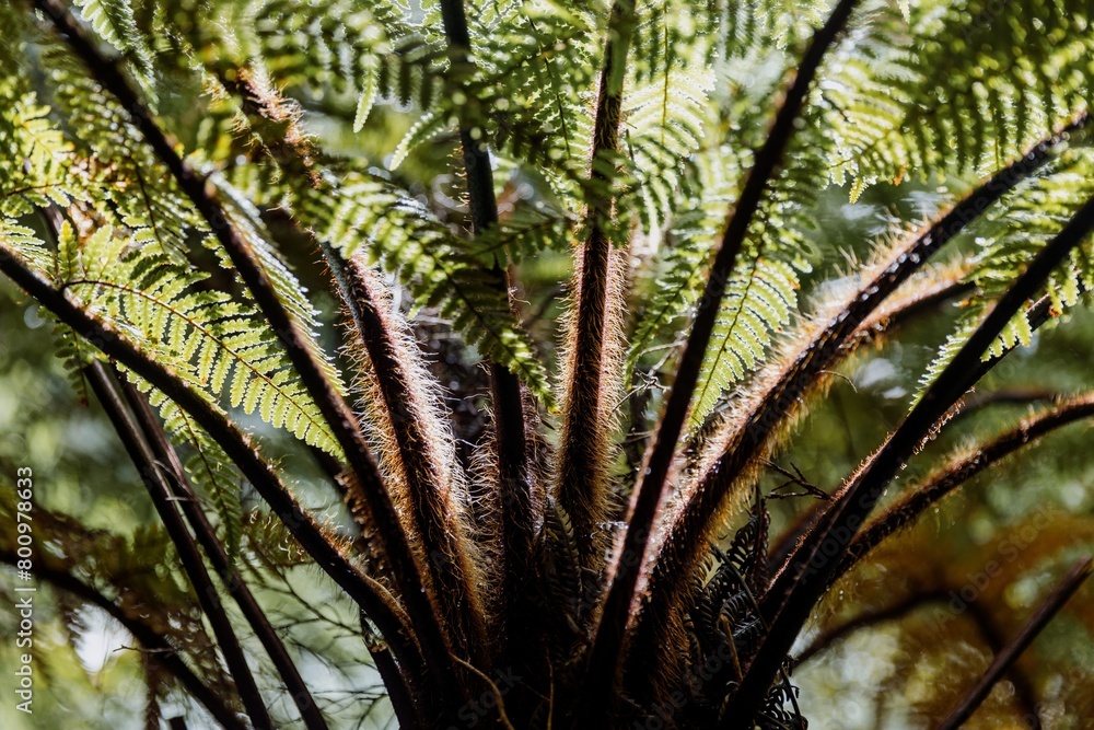 Native Punga fern tree on the Karamatura Falls Track, Waitakere ...