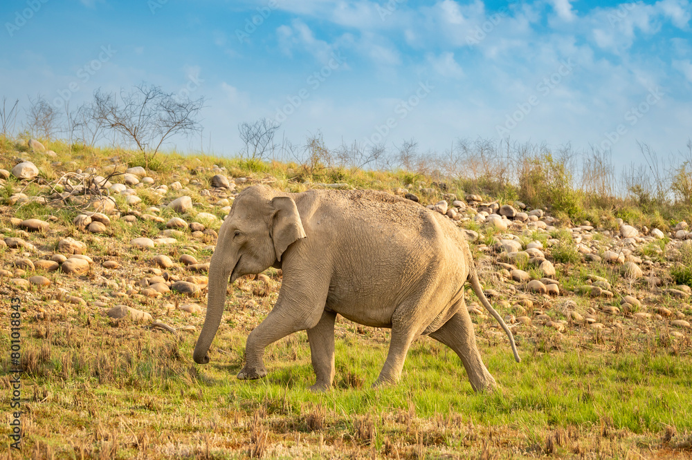 wild aggressive asian female elephant or Elephas maximus indicus ...