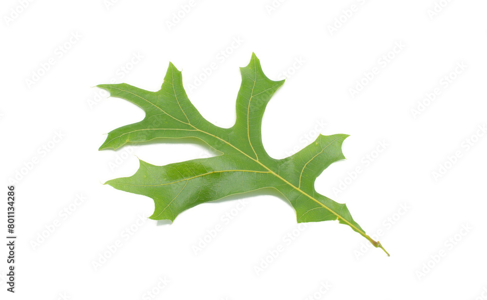 American turkey oak leaf - aka red oak - Quercus laevis - native to the ...