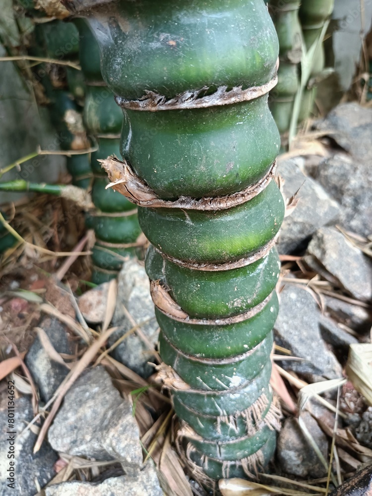 Bamboos are a diverse group of mostly evergreen perennial flowering ...