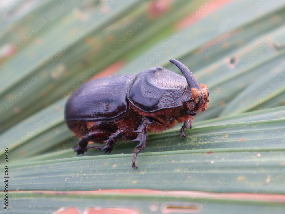Oryctes rhinoceros, commonly known as the rhinoceros beetle is an ...