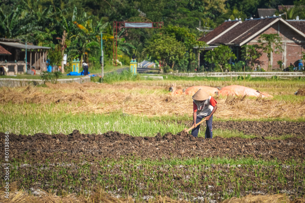 Indonesian farmer is plowing rice fields using a hoe. Concept for ...