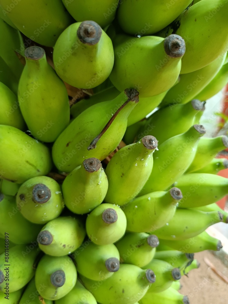 Banana, fruit of the genus Musa, one of the most important fruit crops ...