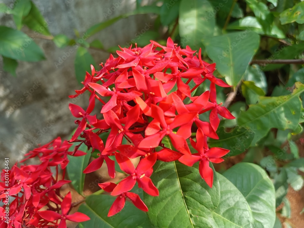 Ixora coccinea is a species of flowering plant in the family Rubiaceae ...
