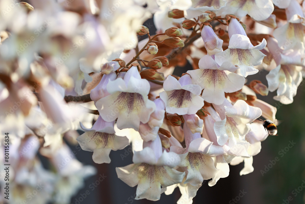 Beautiful Paulownia Tomentosa flowers in april. Stock Photo | Adobe Stock