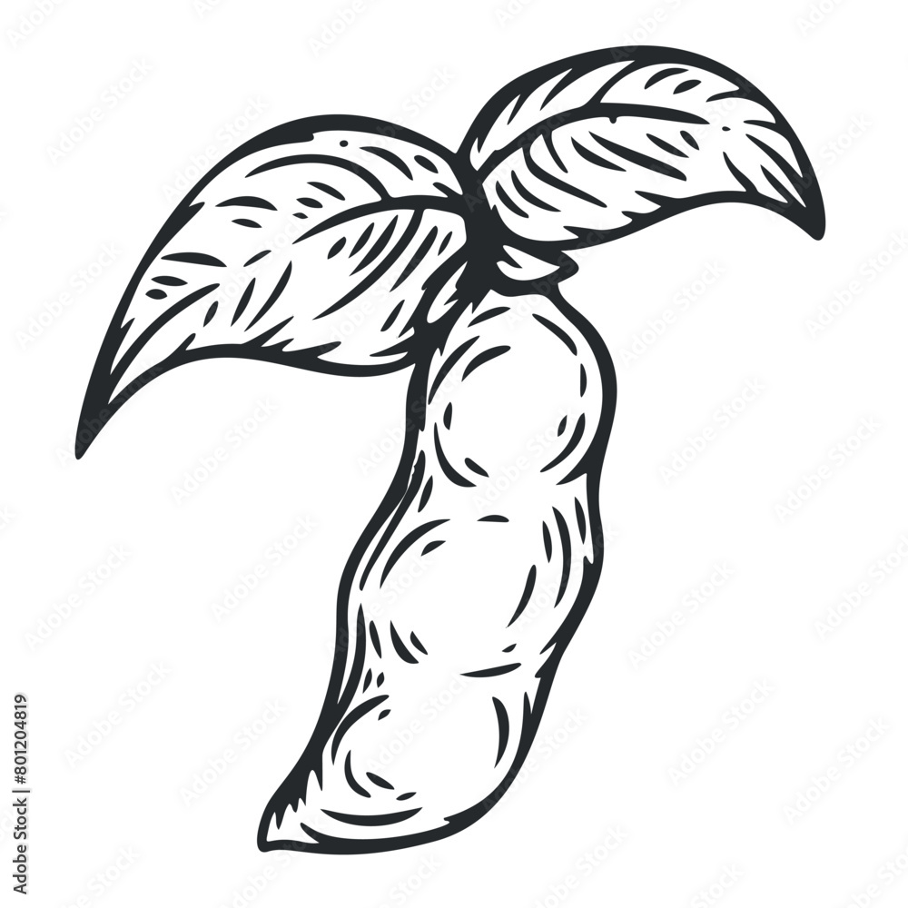 Hand draw soybean in monochrome sketch style. Agriculture organic food ...