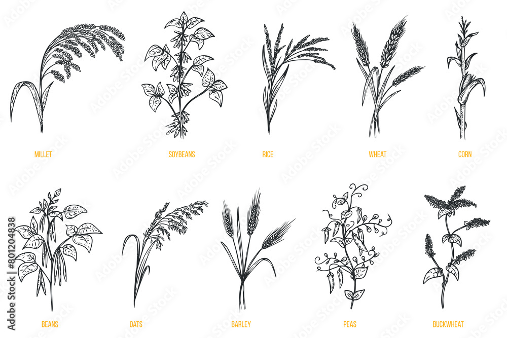 Hand draw agriculture plants millet, soybean, rice, wheat, corn, bean ...