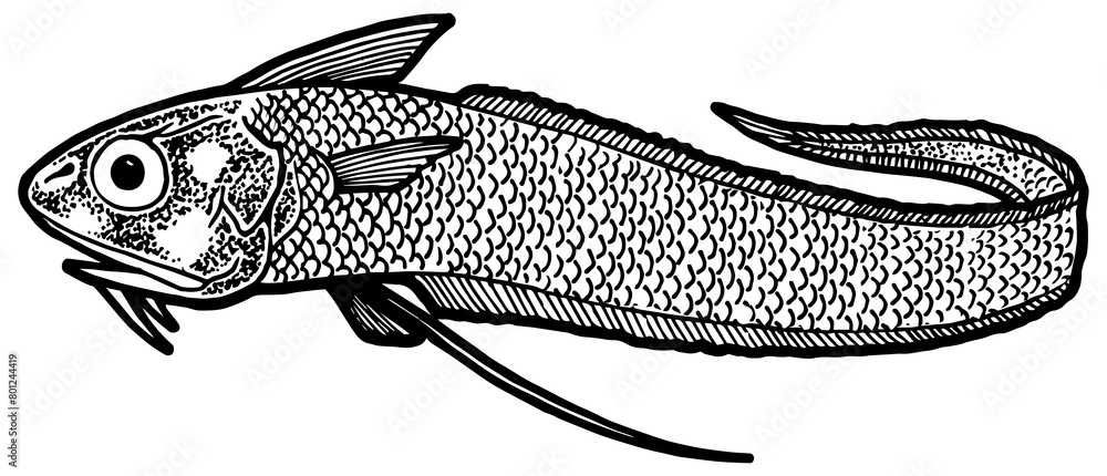 Giant grenadier fish sketch line art engraving PNG illustration ...