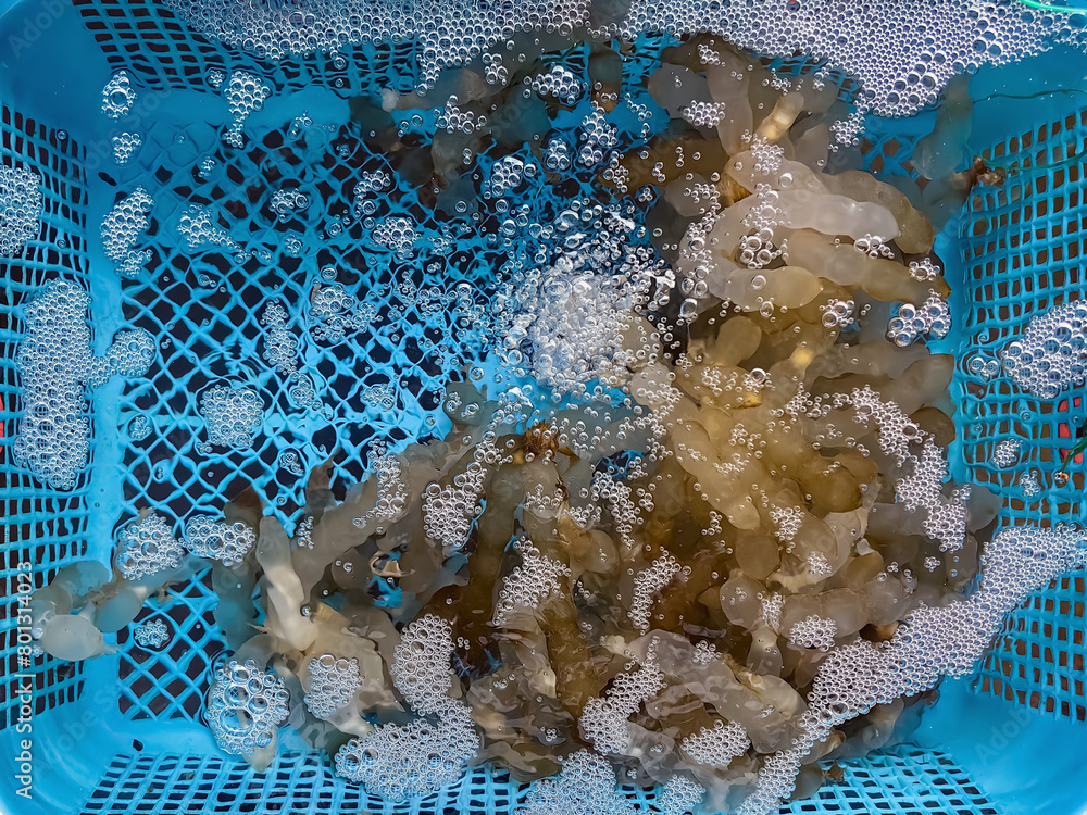 Top view of many squid eggs with air bubbles in basket for propagation ...